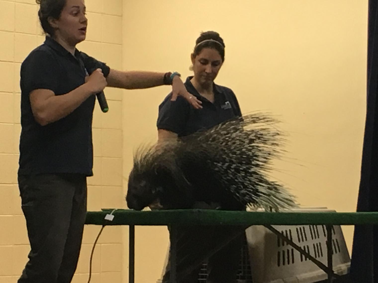 Animal Assembly | Marshall Lane Elementary School