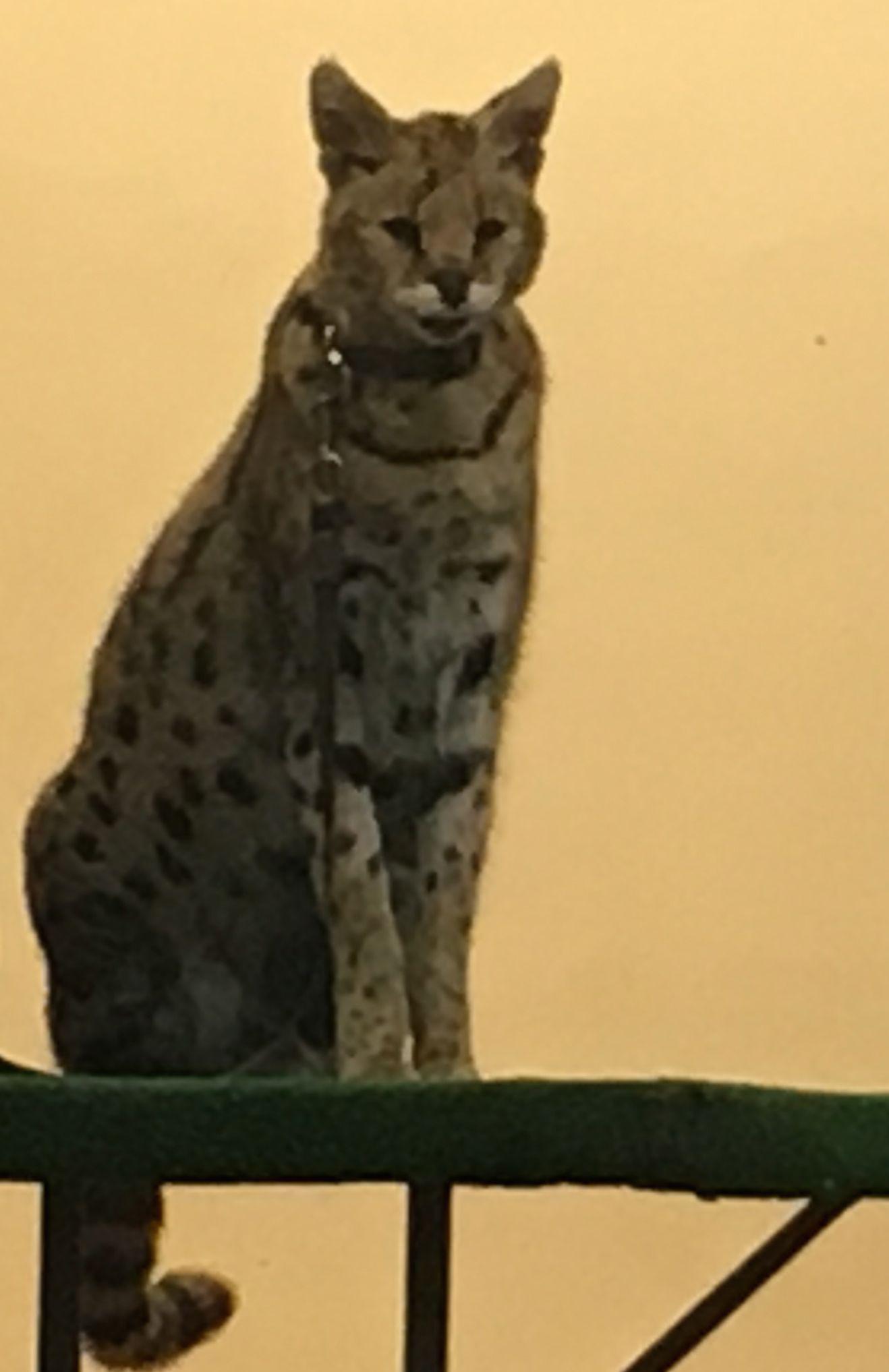 Animal Assembly | Marshall Lane Elementary School